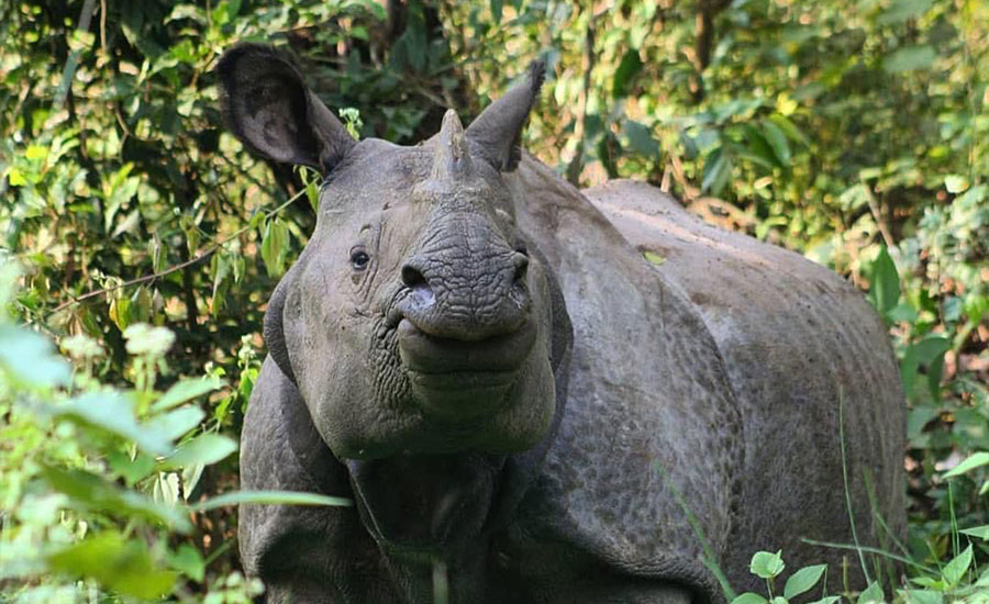 Erkunden Sie den Bardia-Nationalpark – Nepals wichtigstes ...